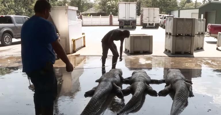 Meet Little Willie, One of the Youngest Hunters on 'Swamp People'