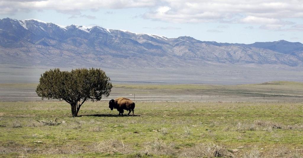 What Is a Skinwalker? The Secret Witches of the Navajo Community