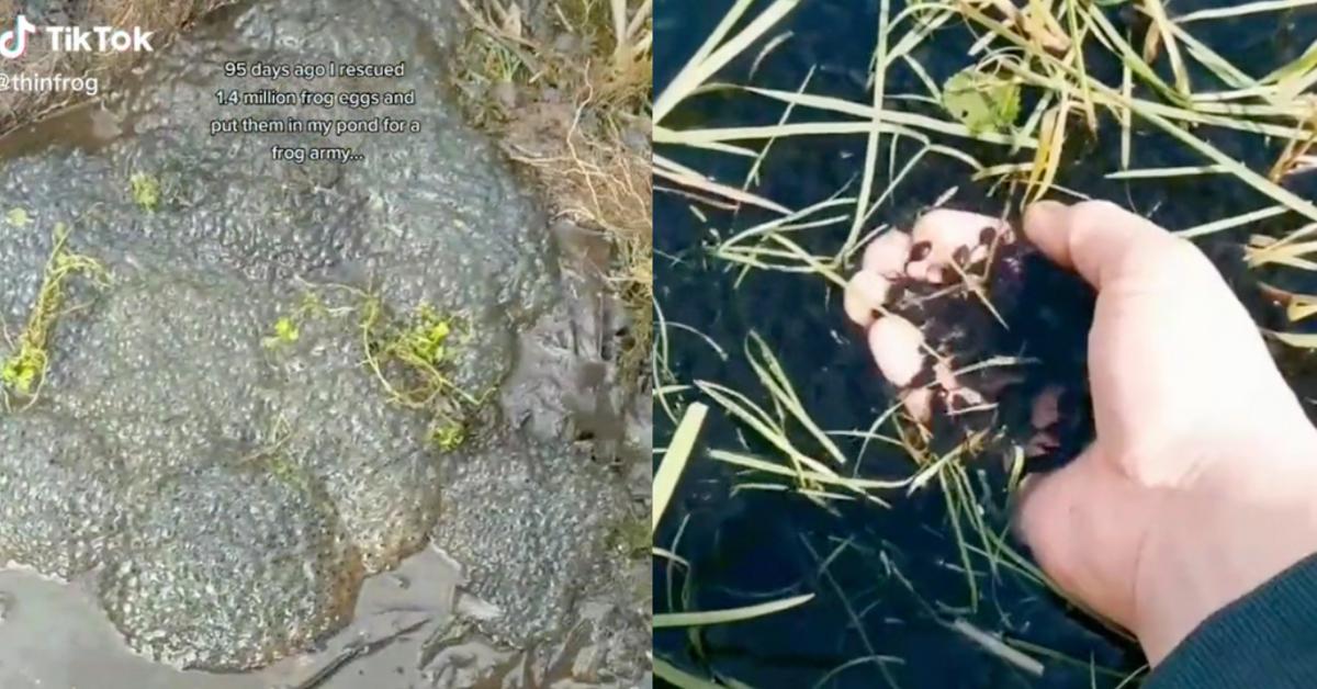 TikToker Unleashes "Frog Army," Sparking Ecological Concerns