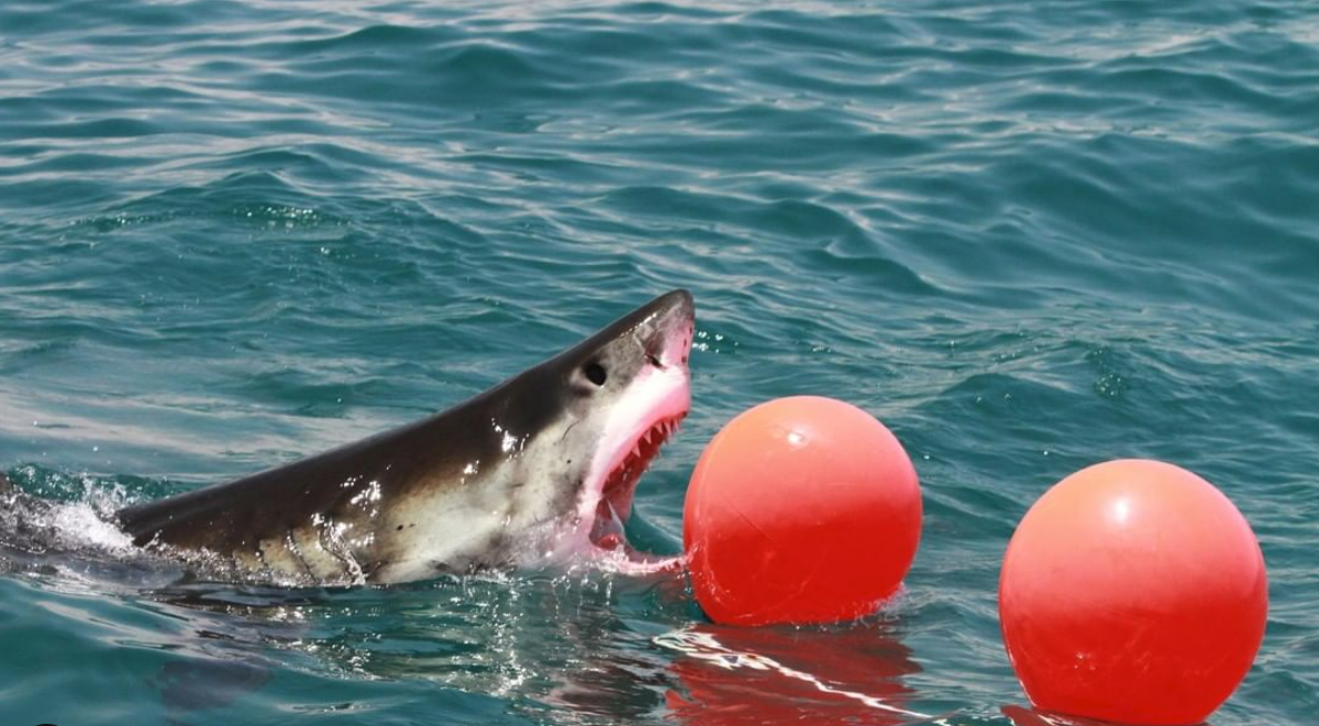Shark Week 2019 Lineup: Everything We Know About This Year's TV Event