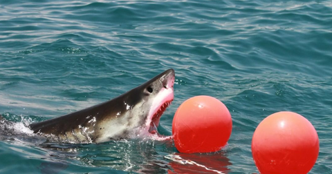 Shark Week 2019 Lineup: Everything We Know About This Year's TV Event