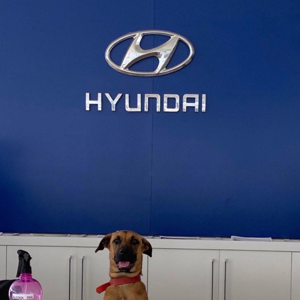 Stray Dog Lands Job at Car Dealership After Showing up There Every Day