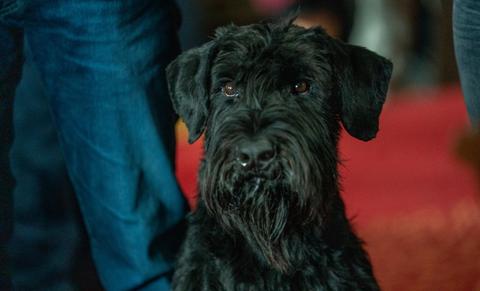 What Kind of Dog Is Tank on 'FBI: International'?