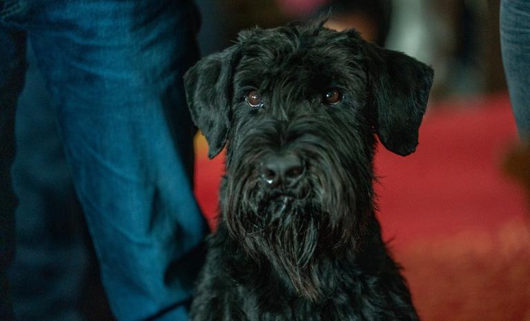 What Kind of Dog Is Tank on 'FBI: International'?