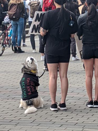 15 Dogs With Signs Protesting for Black Lives Matter