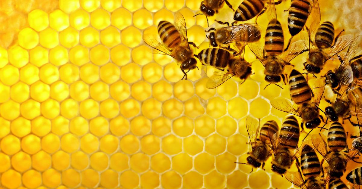 Cheerios Is Giving Away 100 Million Wildflower Seeds to Help Save Bees