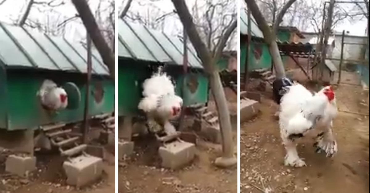 This Giant Chicken Is Going Viral Because It's Insanely Creepy