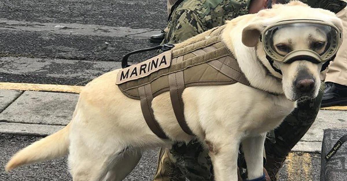 Mexican rescue dog saves lives