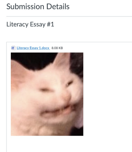 Student Accidentally Sends a Funny Photo of His Cat to a Professor