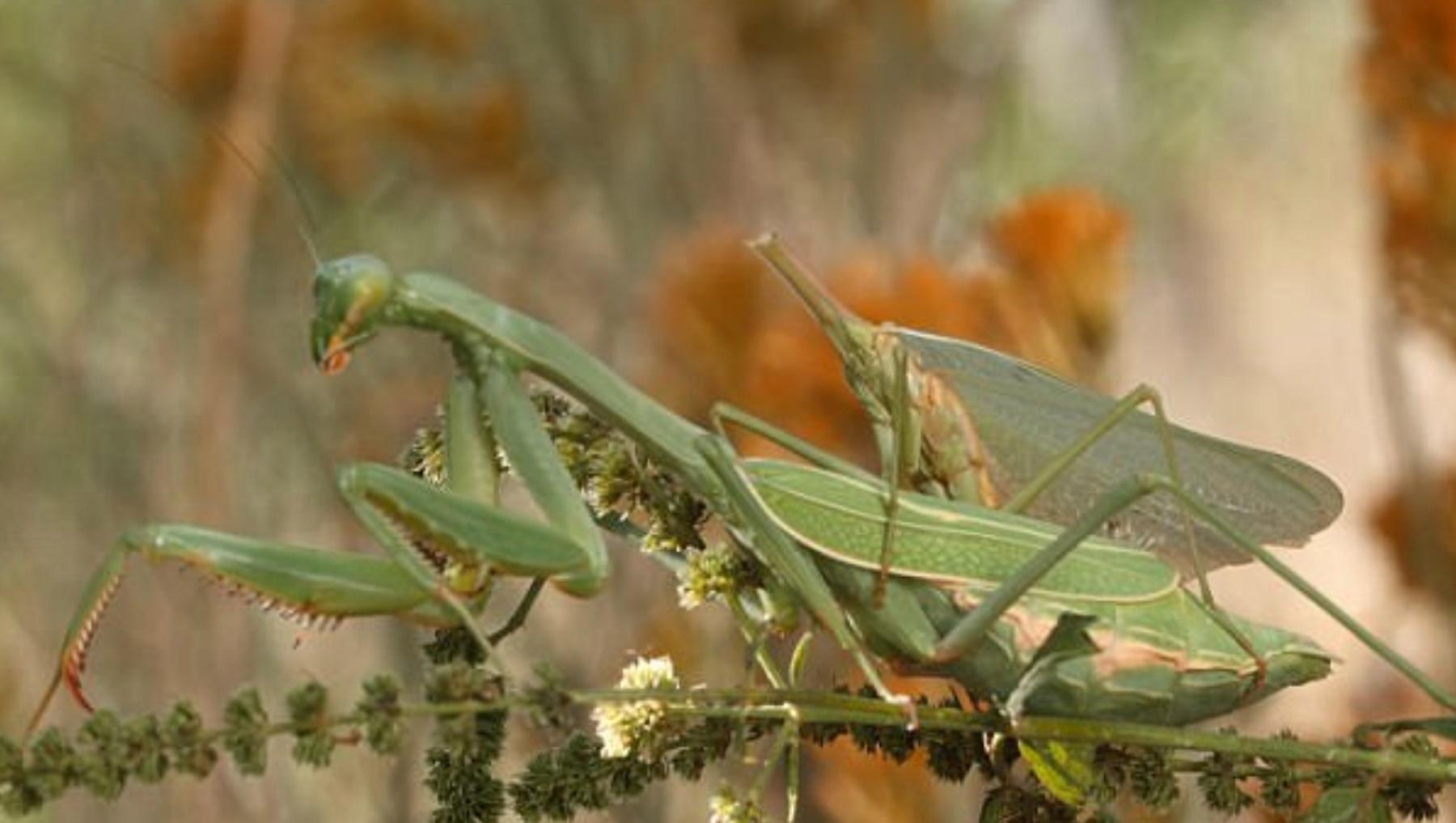 Male Praying Mantis Continues Having Sex After Getting Decapitated