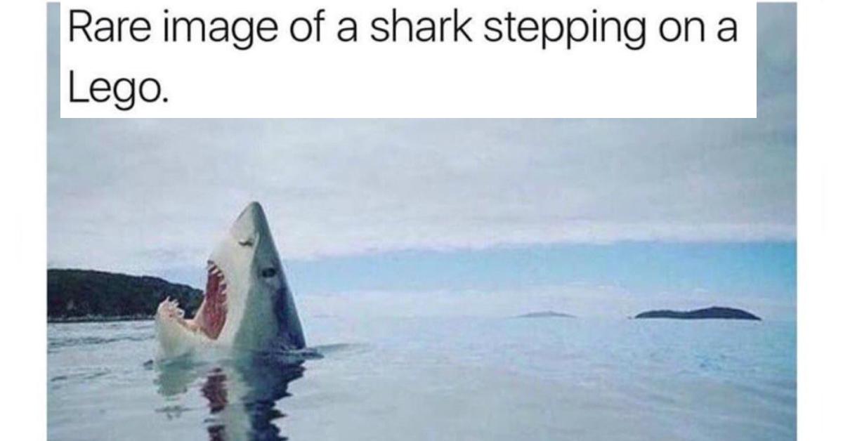 30 'Shark Week' Memes to prepare you for binge-watching Discovery Channel