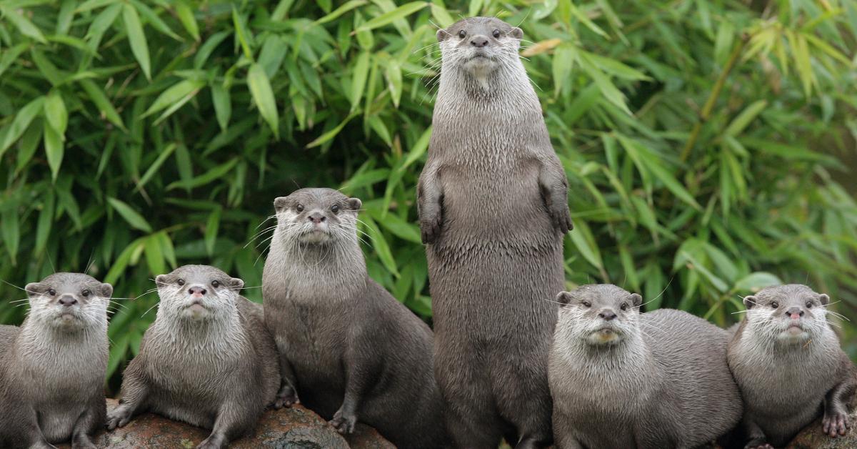 Why Do Female Otters Have Nose Scars?