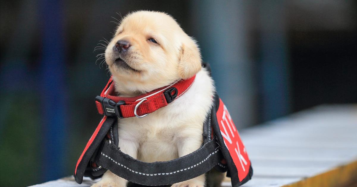 Police K-9 Unit Has Adorable Photo Shoot With Newest Recruits