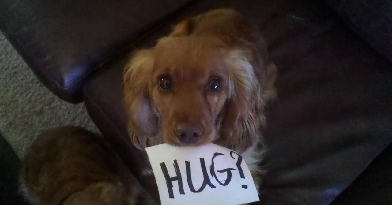 25 Dogs Who Just Want to Give You a Hug, so Let Them You Monster