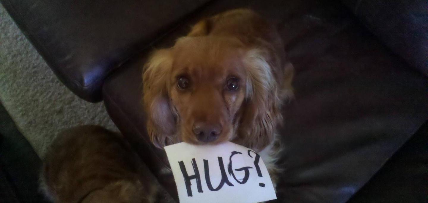 25 Dogs Who Just Want to Give You a Hug, so Let Them You Monster