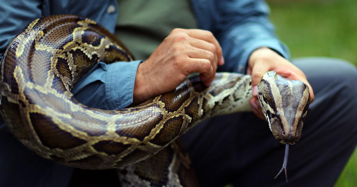Footage Of Man Fighting Off A Gigantic Python Takes The Internet By Storm