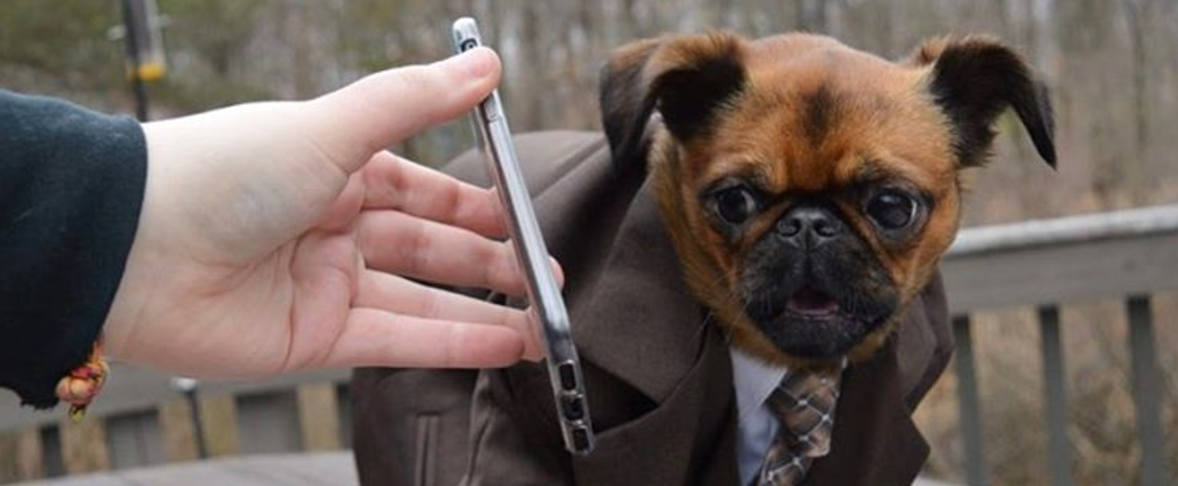 The Newest Used Car Salesman At This Dealership Is A Very Good Boy