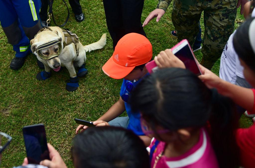 Frida the hero dog from Mexico gets statue.