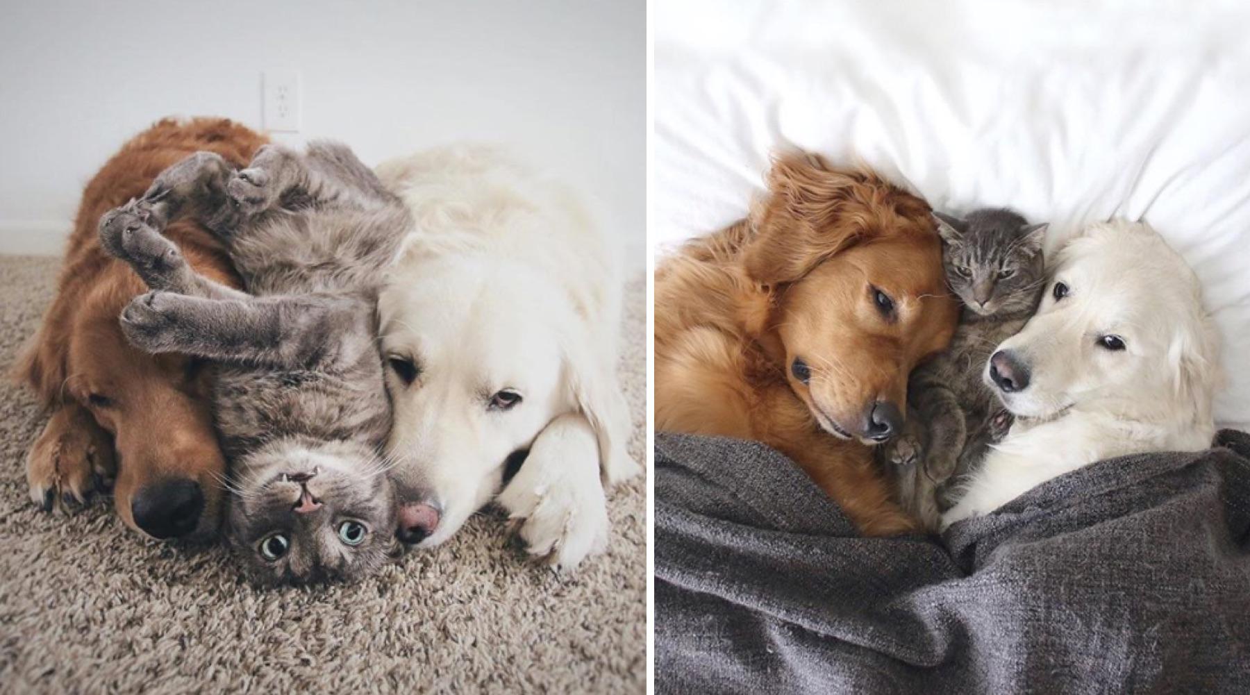 Everyone Is In Love With This Third Wheel Cat In A Dog's Relationship