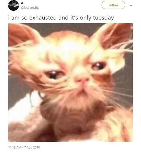 Everyone Can Relate to These Hilarious Happy Tuesday Memes