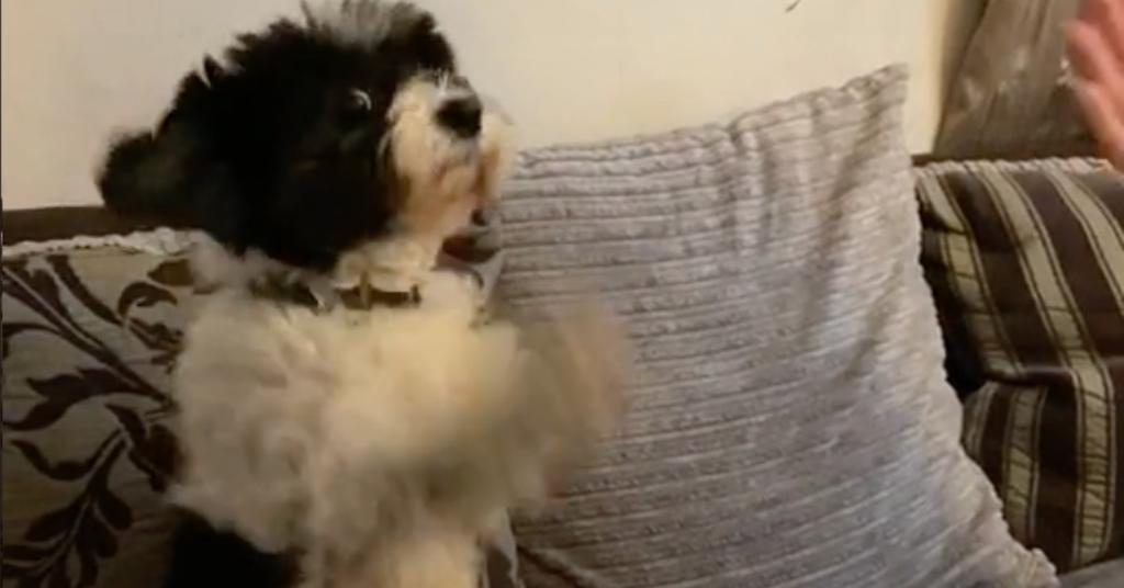 5 TikTok Pet Challenges That Are Perfect for National Puppy Day