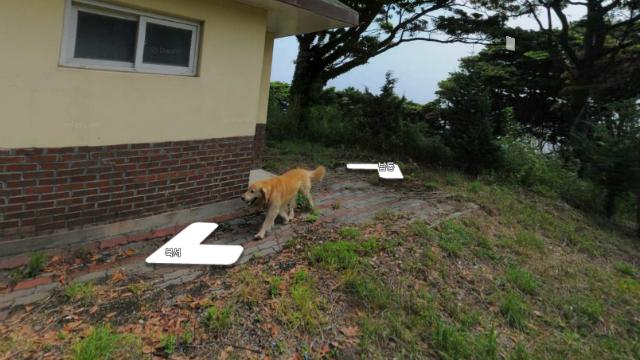 Dog Follows Google Street View Mapper And Ends Up In All Of His Photos