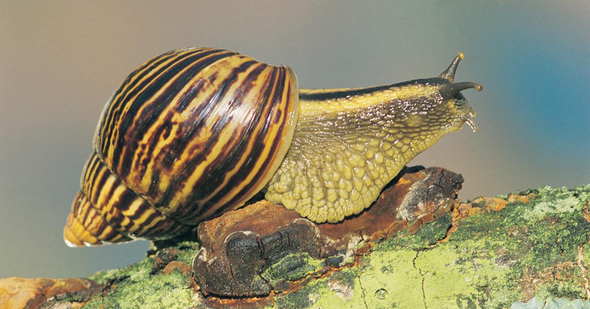 “The Snail” Question Is Trending on Tiktok — What Is It?