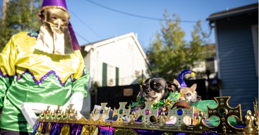 What Are the Meanings of the Mardi Gras Colors?