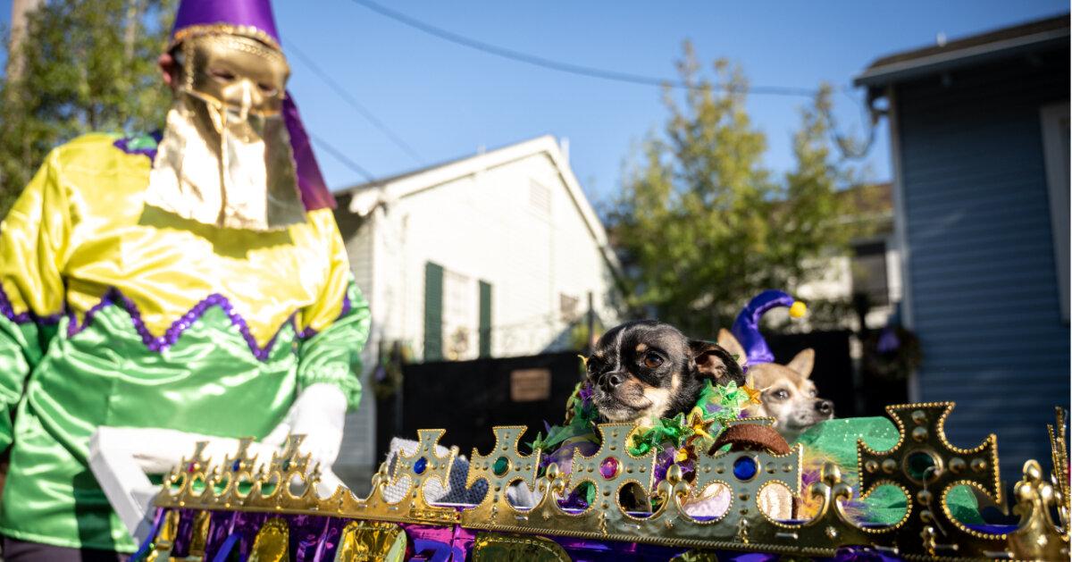 What Are the Meanings of the Mardi Gras Colors?