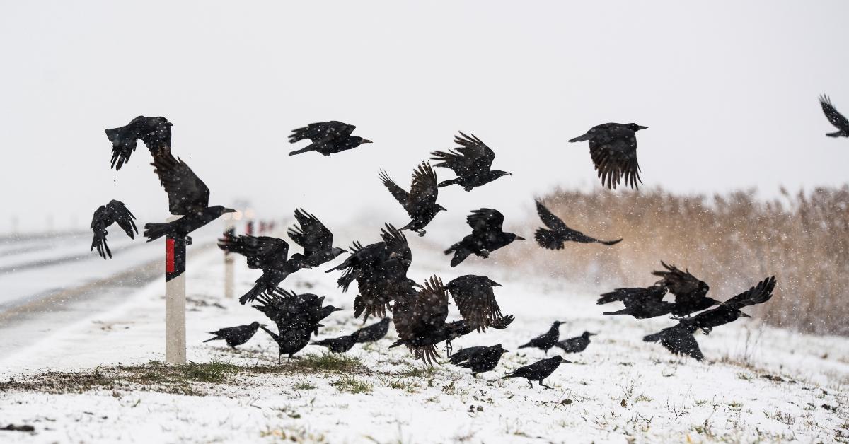 Woman Says Crows Attacked Her to Portend Co-Worker's Death