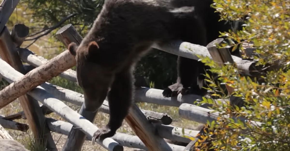 What Happened to Grizzly 399? Mama Bear Mourned After Untimely Death