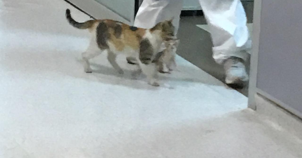 A Cat Brought Her Tiny Sick Kitten to a Human Hospital to Get Help