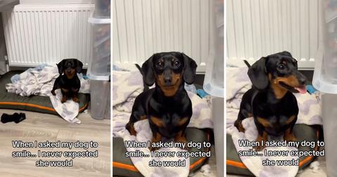 TikTok Is Obsessed With This Smiling Dachshund Dog