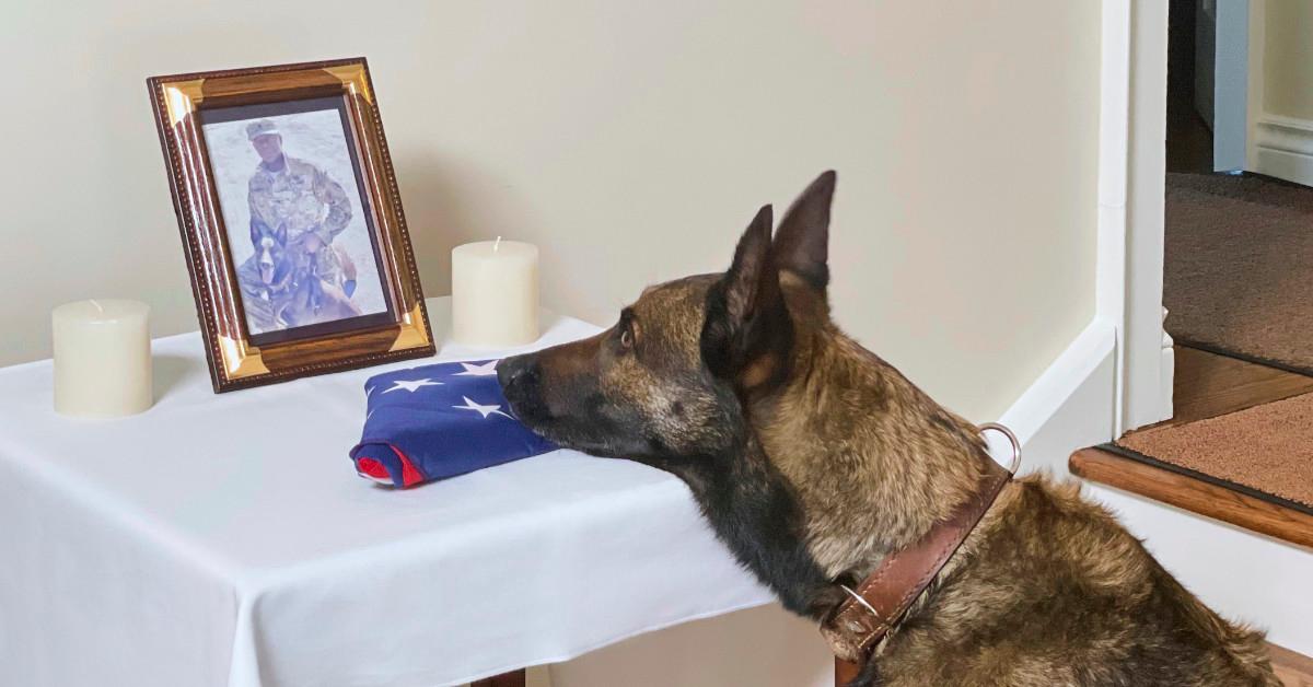 Where Was ‘A Tail of Love’ Filmed? Hallmark Movie Ready to Woo Viewers