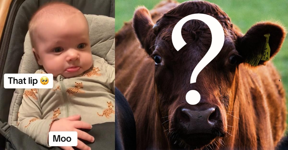 Why Do Babies Cry When You Moo at Them? Details