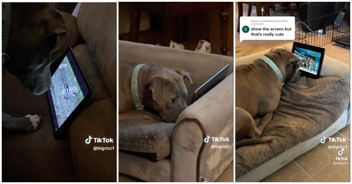 TikTok Is Obsessed With This Dog Who Has Her Own Tablet