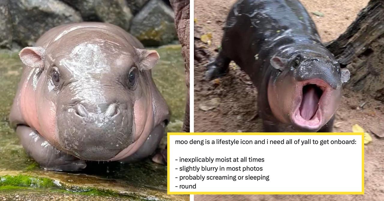 We’re Obsessed With These Moo Deng Memes – VisionViral.com