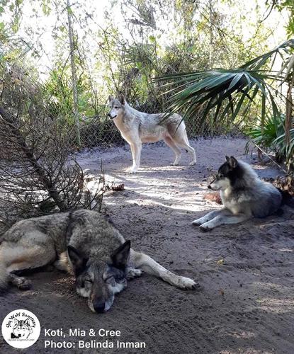 Enormous Wolfdog Rescued by Sanctuary After Being Dropped at Kill Shelter