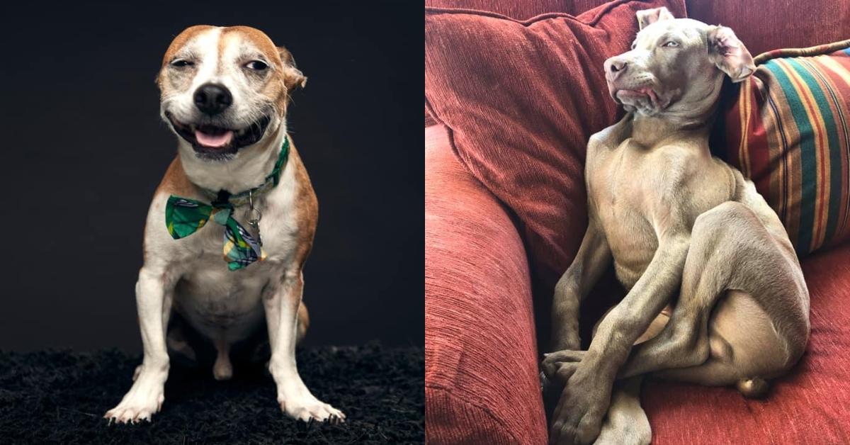 The 'Unflattering Dog Photo Challenge' Is Your New Favorite Thing