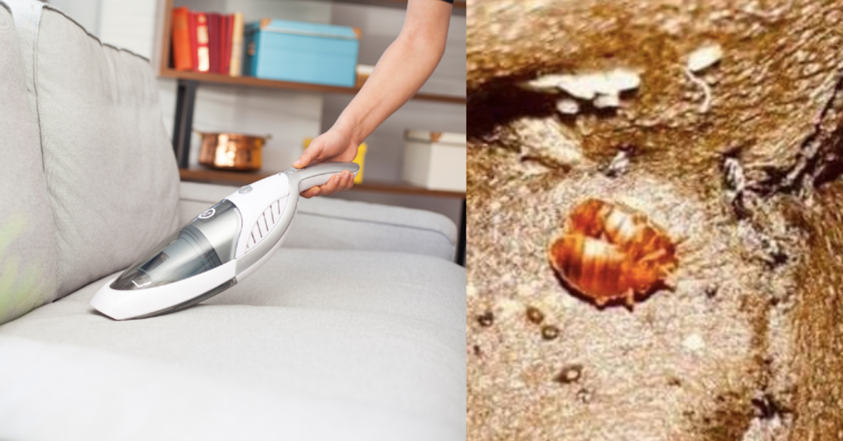 Woman Tries to Scam Person Selling Her a Couch with Fake Bed Bug Pictures