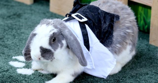 Why Do People Say "Rabbit Rabbit Rabbit"? The Superstition Explained