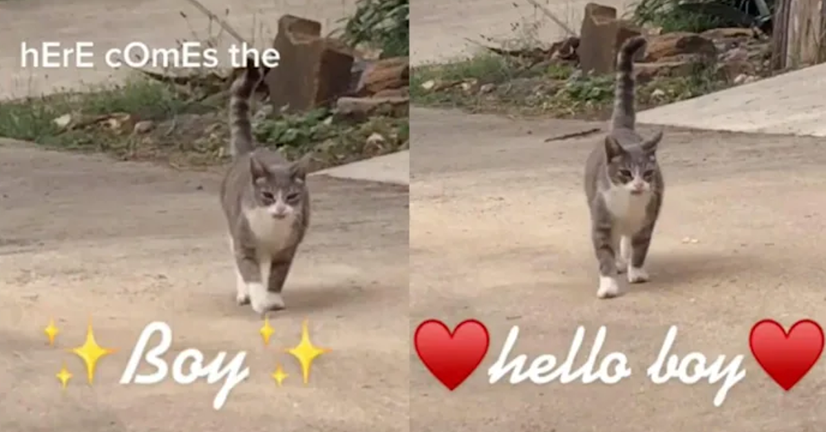 The Here Comes the Boy TikTok Video Proves Cats Still Own the Internet