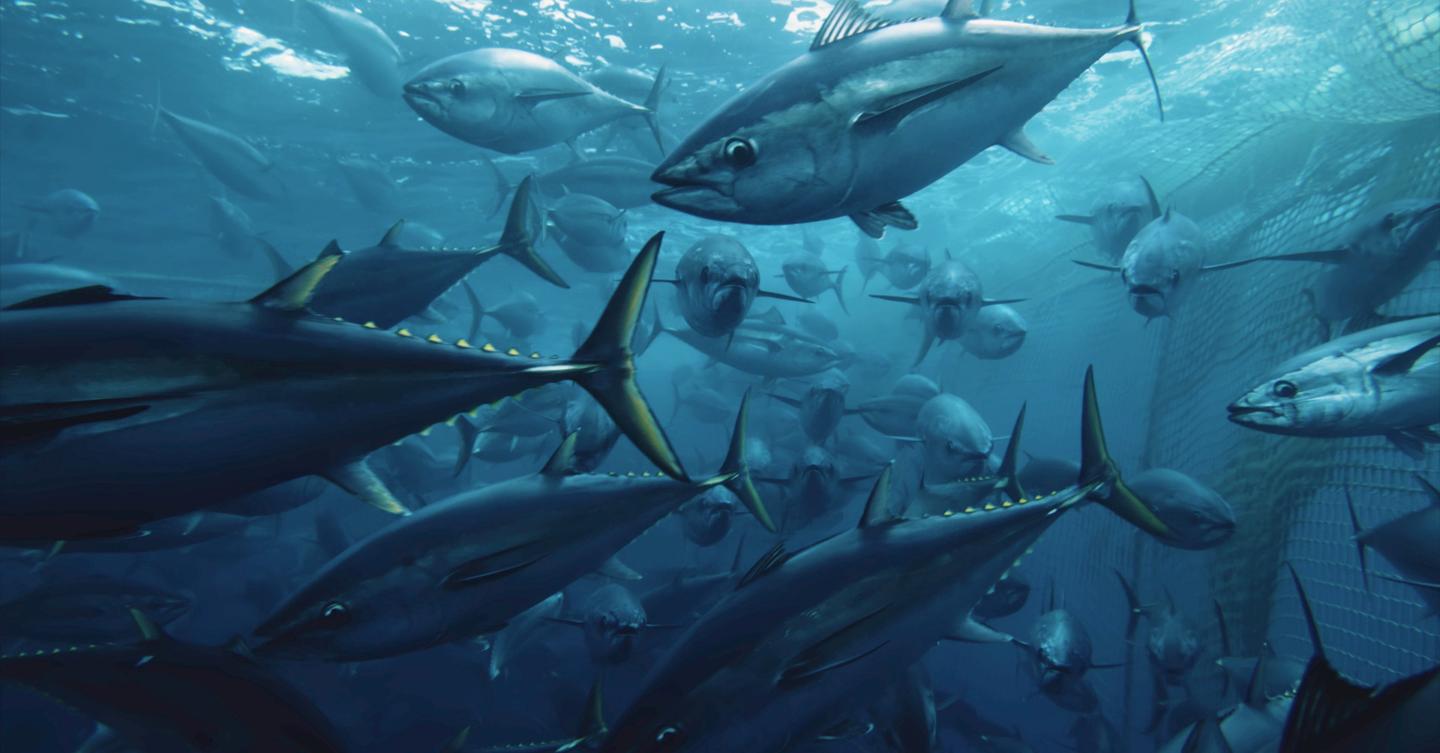 ‘Seaspiracy’ Accuracy — Everything We Know About the Marine Documentary