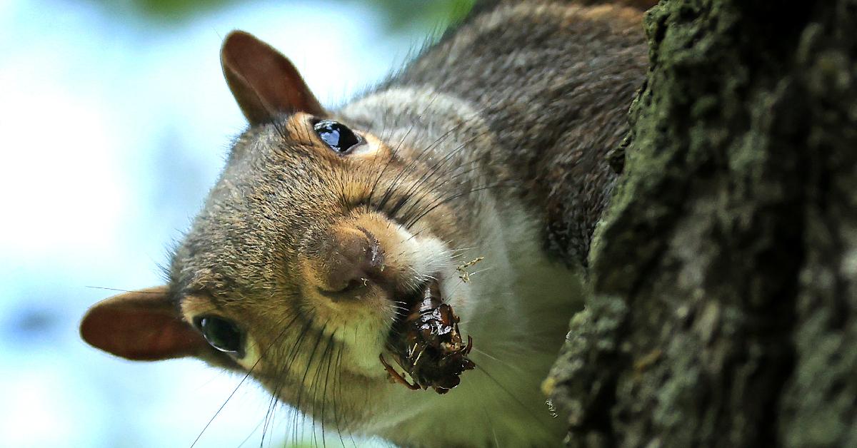 Man Screeches During Zoom Call After Squirrel Gets Into Office