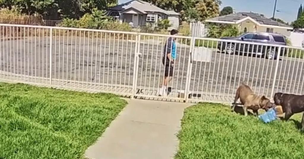 Driver Didn't Put Package Outside Fence as Told, Dogs Destroy
