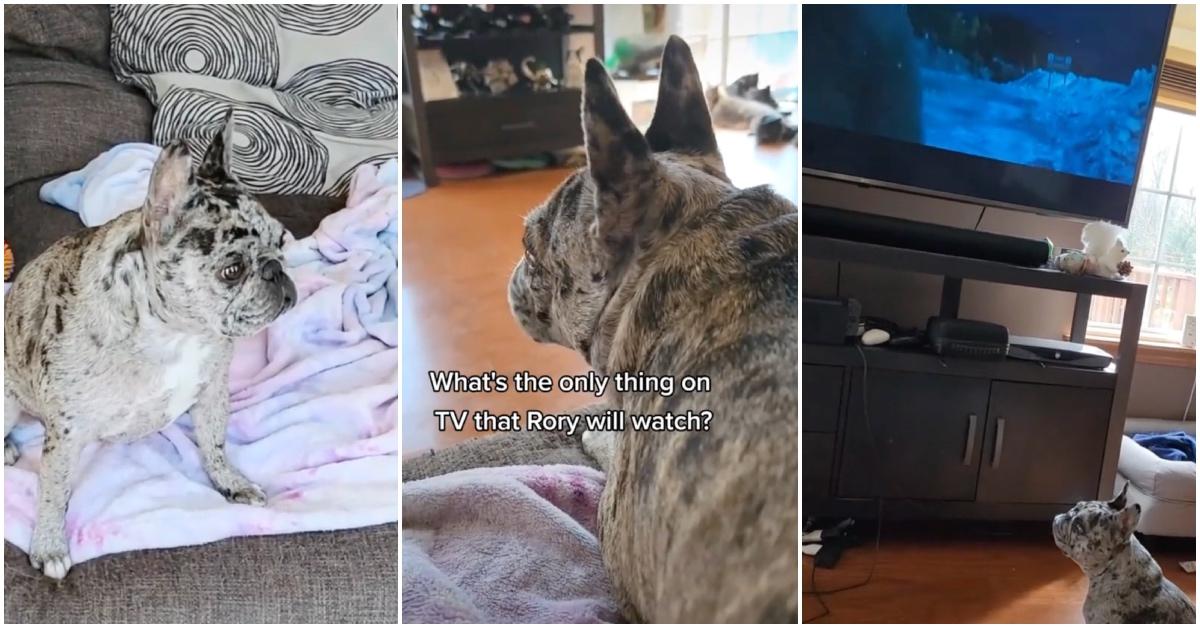 Rory the Frenchie, Who Loves Henry Cavill, Goes TikTok Viral
