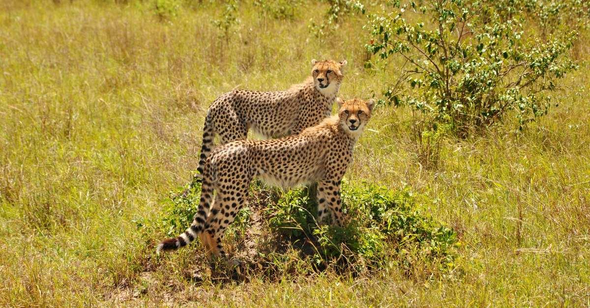 A New Hope for Wildlife: Colossal Foundation's Species Reintroduction ...