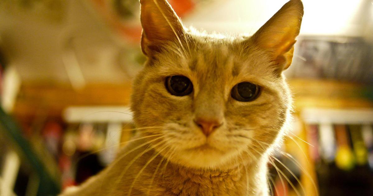 Mayor of town is a cat