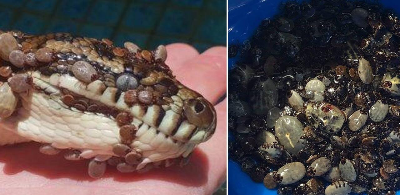Snake Covered In 500 Paralysis Ticks Rescued From Pool