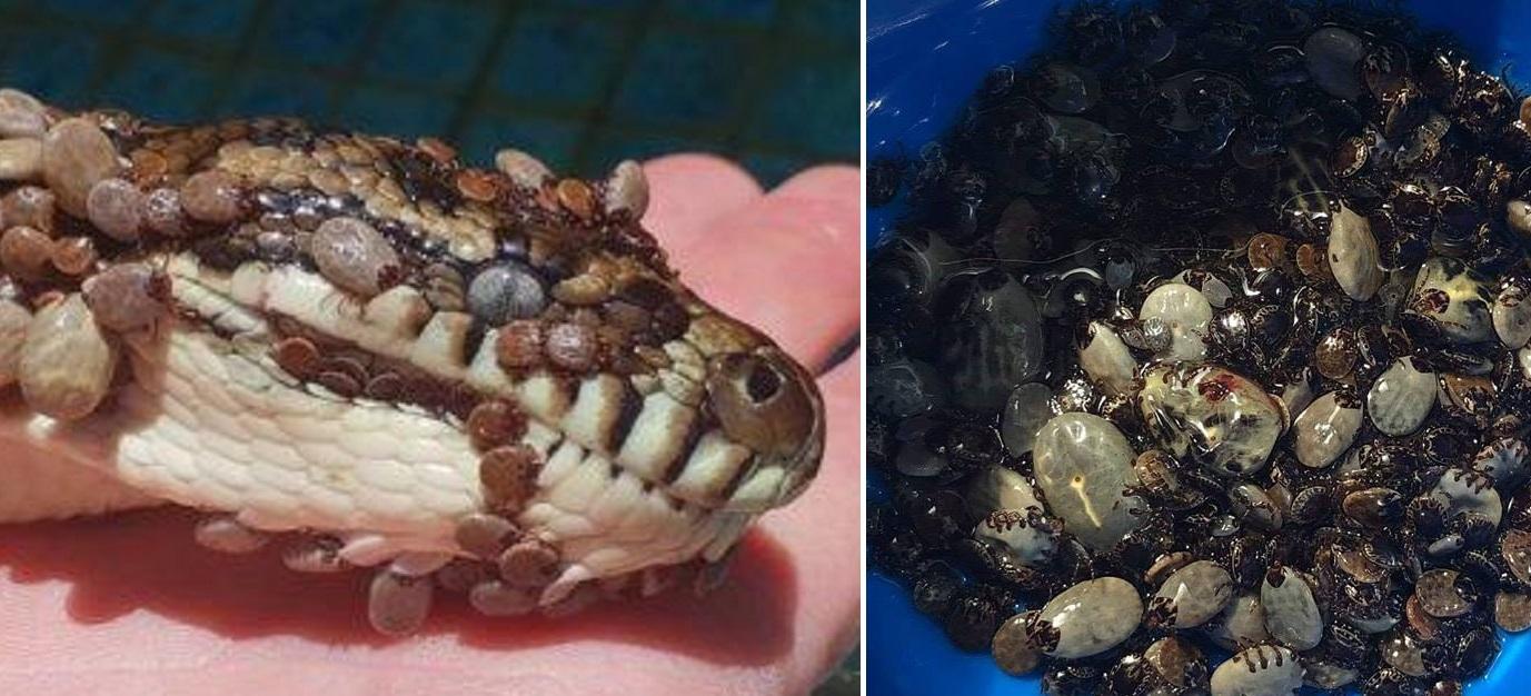 Snake Covered In 500 Paralysis Ticks Rescued From Pool